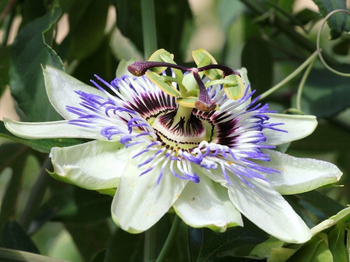 8 Impressive Passionflower Tea Benefits | Organic Facts