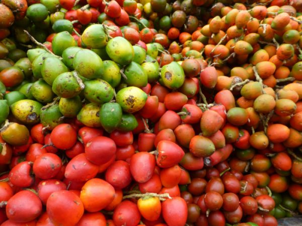 7 Best Benefits of Peach Palm | Organic Facts