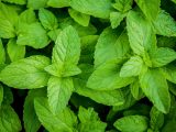 19 Amazing Benefits of Peppermint | Organic Facts