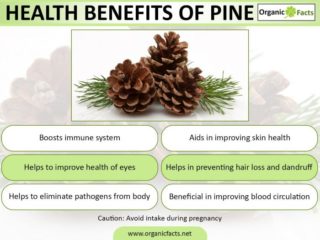What is Pine | Organic Facts