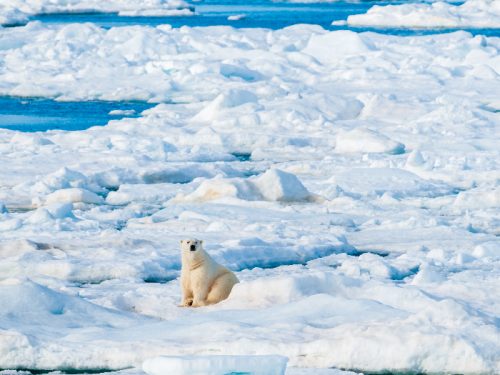 Global Sea Levels Are Rising Faster Every Year | Organic Facts