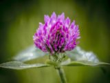 7 Surprising Red Clover Benefits | Organic Facts