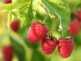 6 Amazing Benefits Of Red Raspberry Leaves | Organic Facts