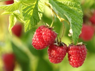 6 Amazing Benefits Of Red Raspberry Leaves | Organic Facts