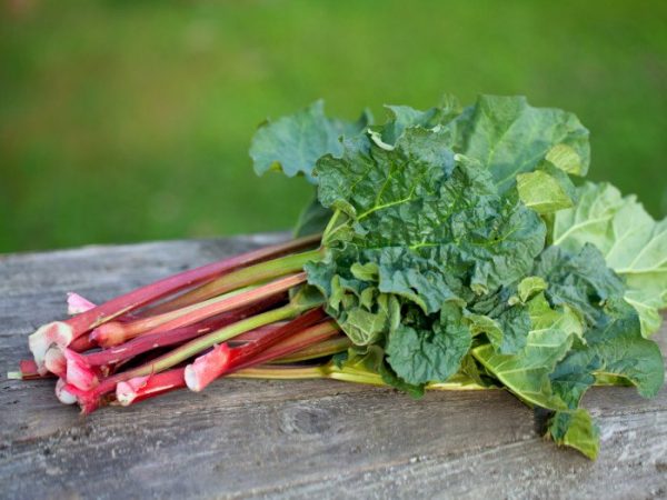 Ruibarbo: beneficios, nutrición y usos | Heading