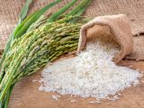 Rice: Health Benefits & Nutrition Facts | Organic Facts