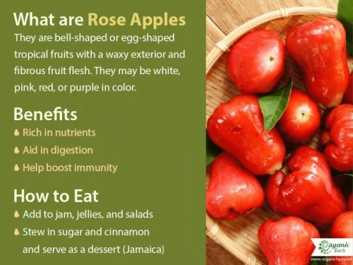 Top 4 Health Benefits of Rose Apples | Organic Facts