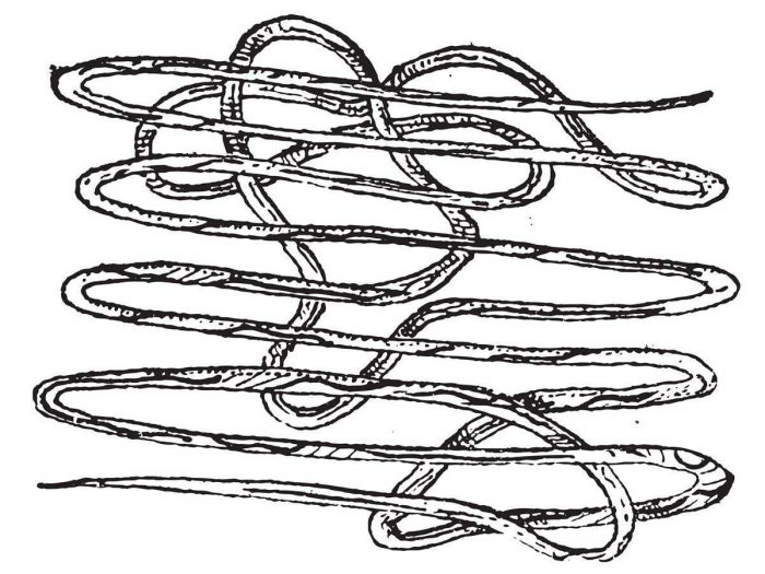 Roundworm Labeled Diagram Sketch Coloring Page