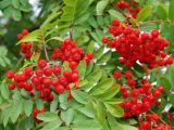 4 Amazing Benefits of Rowan Berries | Organic Facts