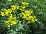 10 Amazing Benefits of Rue | Organic Facts