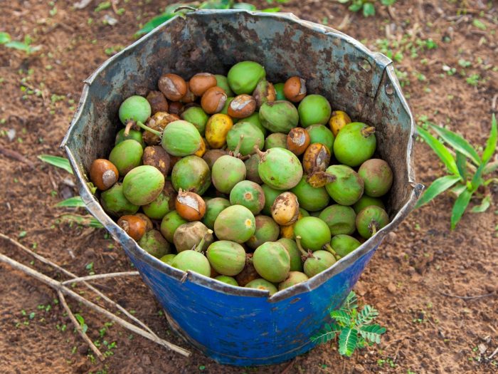 7 Amazing Benefits of Shea Oil | Organic Facts