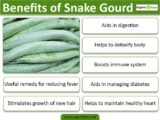 7 Impressive Benefits of Snake Gourd | Organic Facts