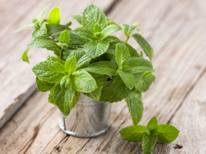Spearmint