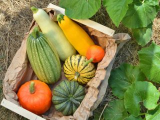 Squash: Top 5 Benefits & How To Use | Organic Facts