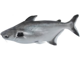 Swai Fish: Is it Safe to Eat | Organic Facts