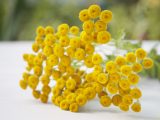 11 Incredible Benefits & Uses of Tansy | Organic Facts