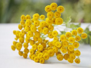 11 Incredible Benefits & Uses of Tansy | Organic Facts