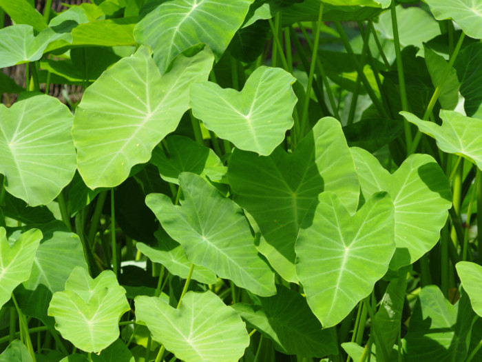 Taro Leaves Health Benefits Nutrition Facts Organic Facts