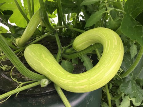 All You Need To Know About Tromboncino Squash | Organic Facts