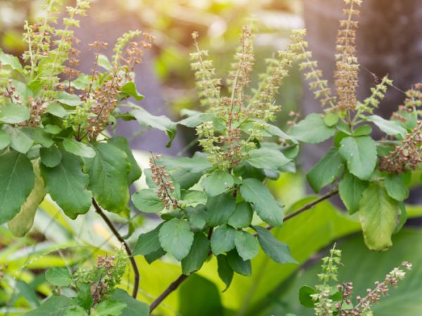 Holy Basil: The Top 9 Health Benefits of This Adaptogenic Herb ...