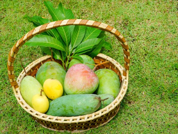 9 Popular Types of Mango | Organic Facts