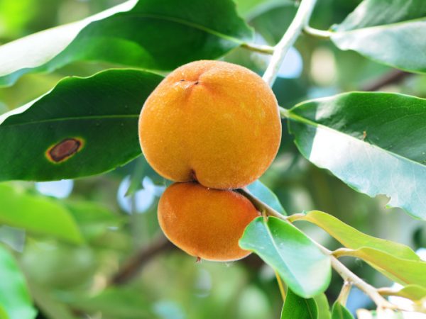 5 Amazing Benefits of Velvet Apples | Organic Facts