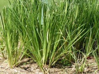 8 Incredible Benefits of Vetiver | Organic Facts