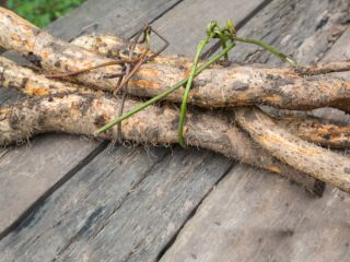 16 Best Benefits Of Wild Yams | Organic Facts