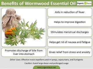 10 Incredible Benefits of Wormwood Essential Oil | Organic Facts